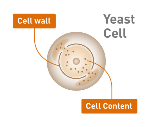 Yeast Extract | Production