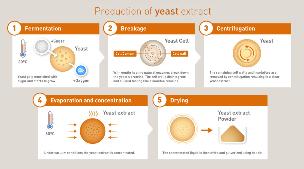 From fresh yeast to yeast extract: the production of a versatile ...