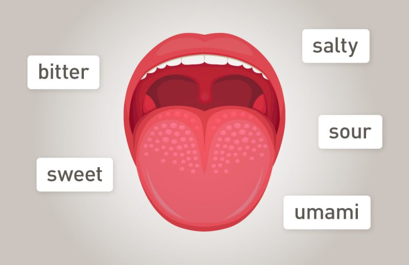 Zones Of Taste On The Tongue A Myth Yeast Extract 